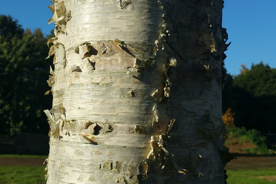 The beauty of birch bark - allgrowth Limited